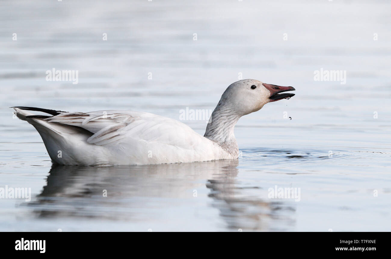 Greater Snow Goose, Chen caerulescens atlanticus (2cy), Gentofte ...
