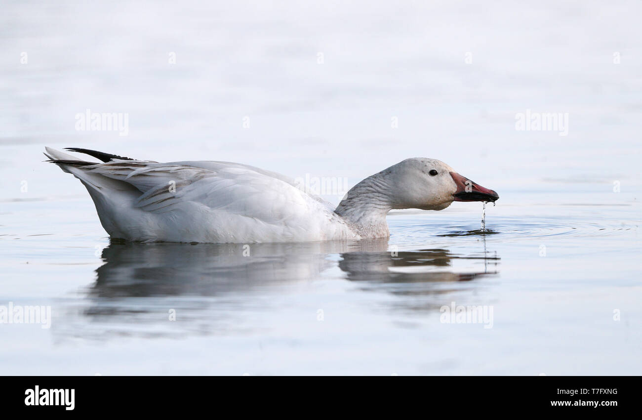 Greater Snow Goose, Chen caerulescens atlanticus (2cy), Gentofte ...