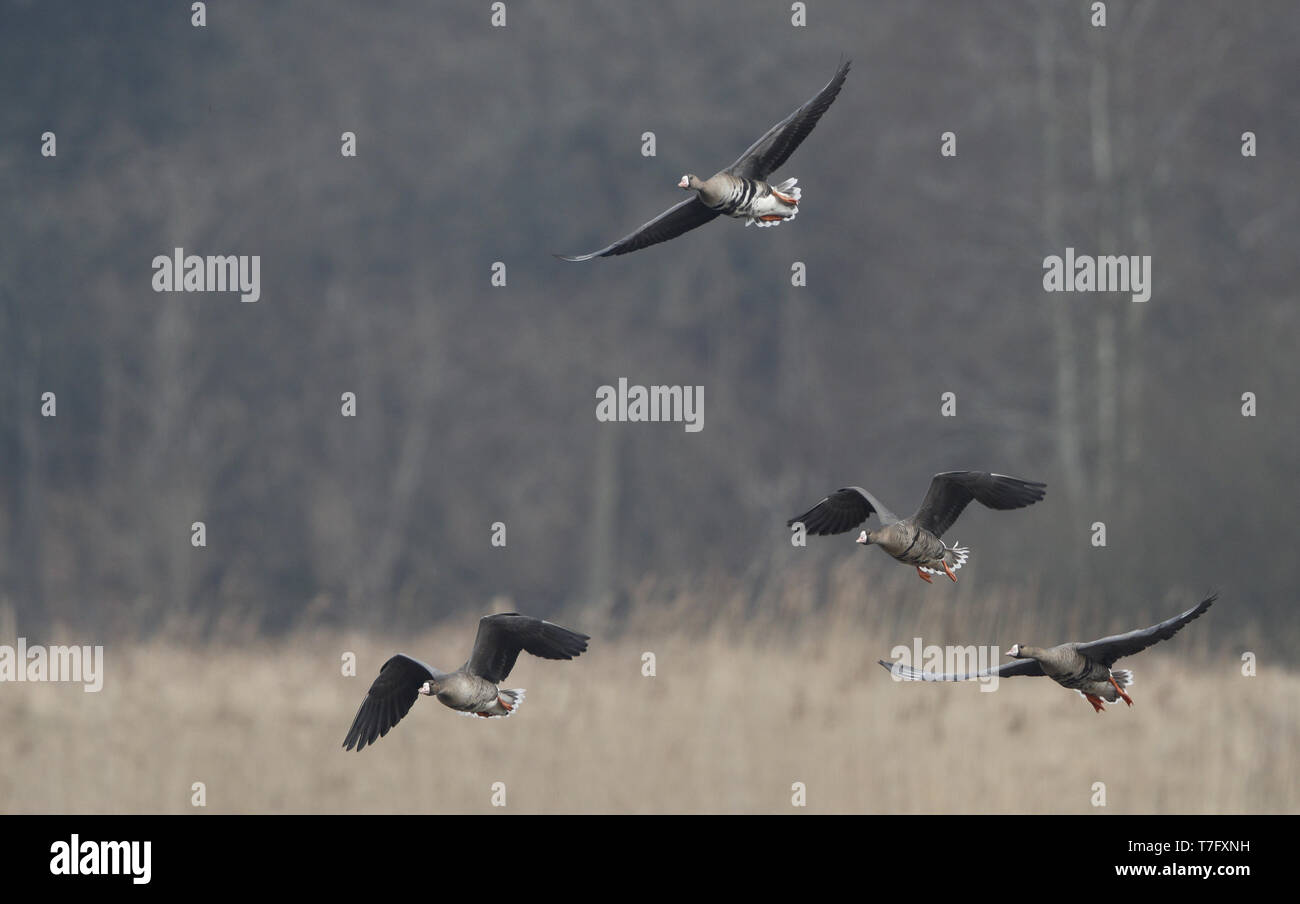Greater White-fronted Goose, Anser albifrons, in flight at Strødam ...