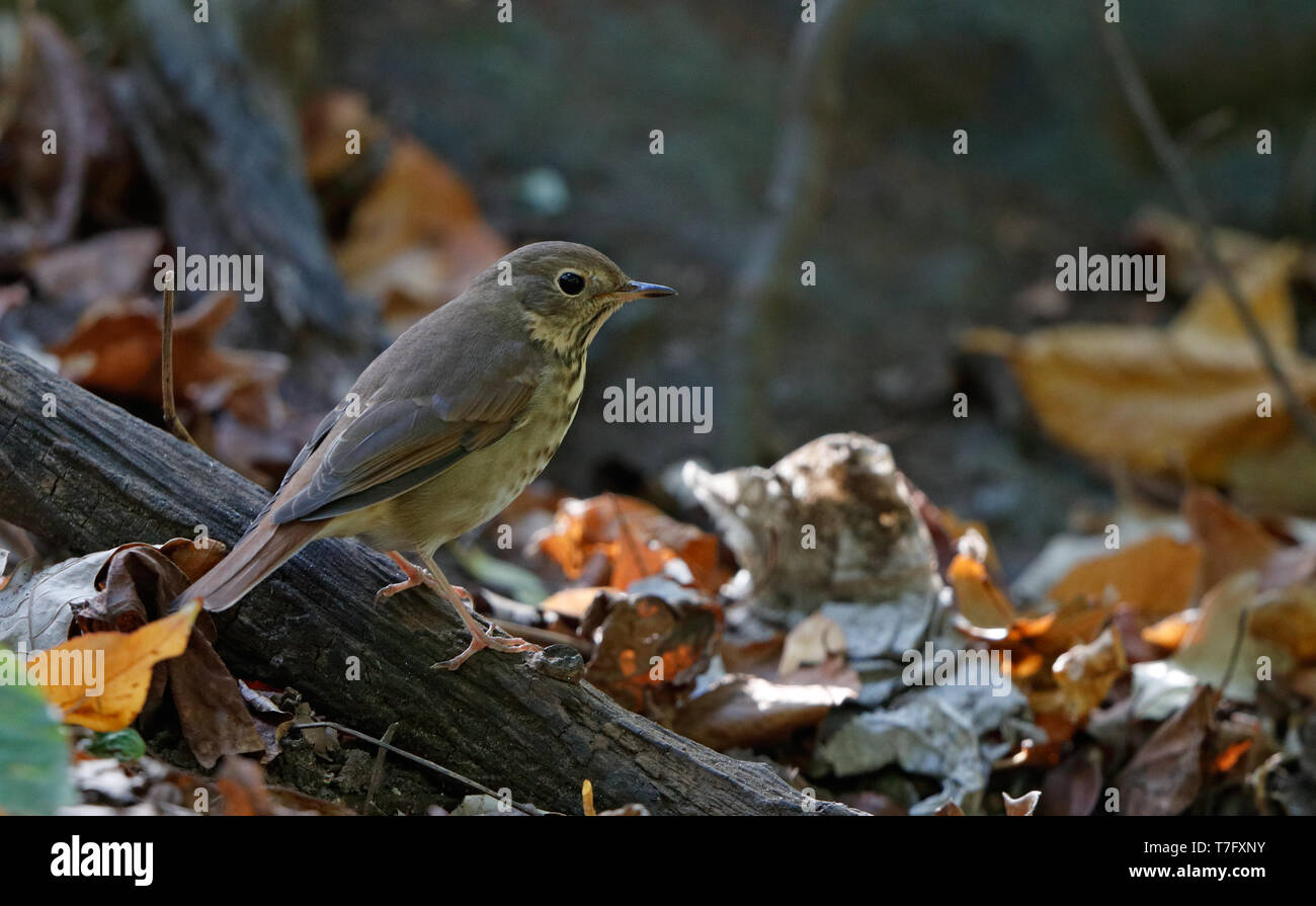 Hermit Thrush, Catharus guttatus, at Central Park, New York, USA Stock ...