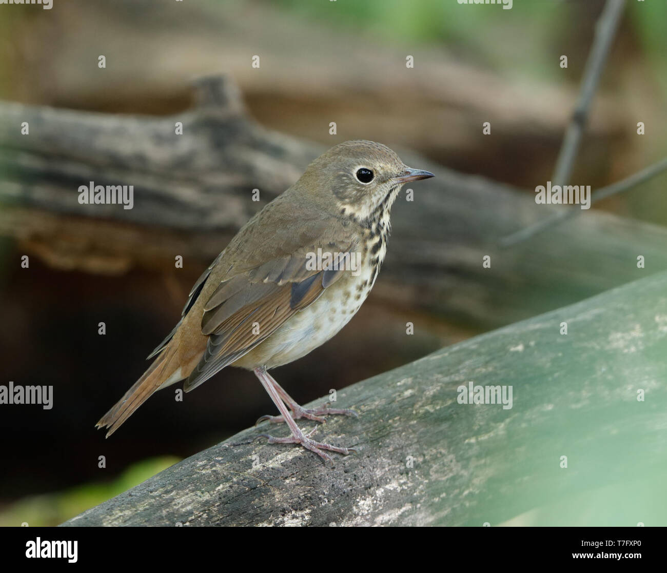 Hermit Thrush, Catharus guttatus, at Central Park, New York, USA Stock ...