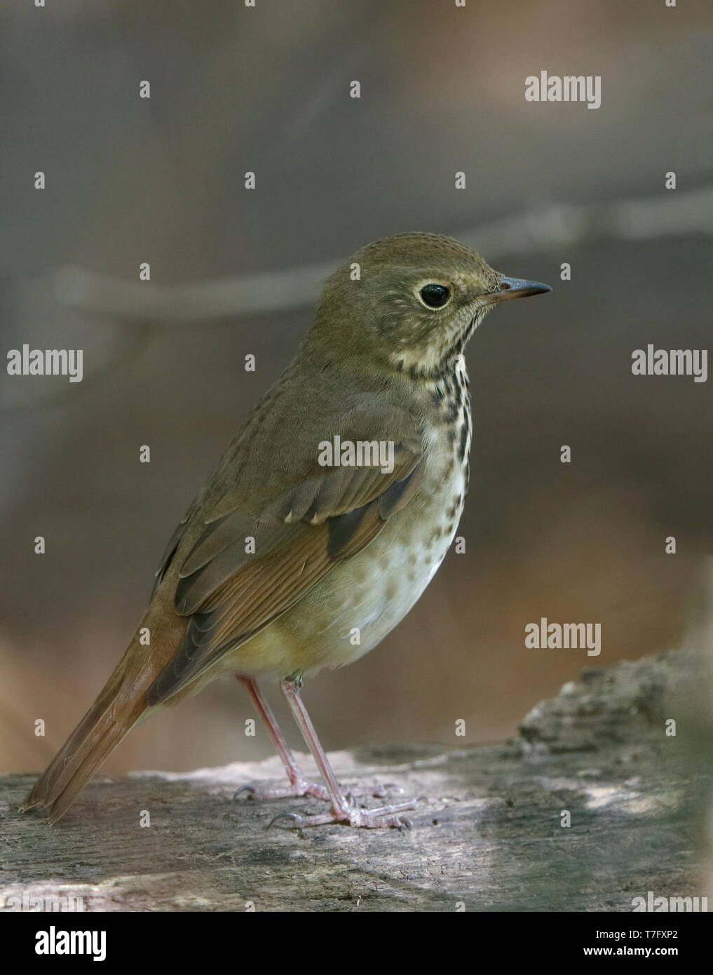 Hermit Thrush, Catharus guttatus, at Central Park, New York, USA Stock ...