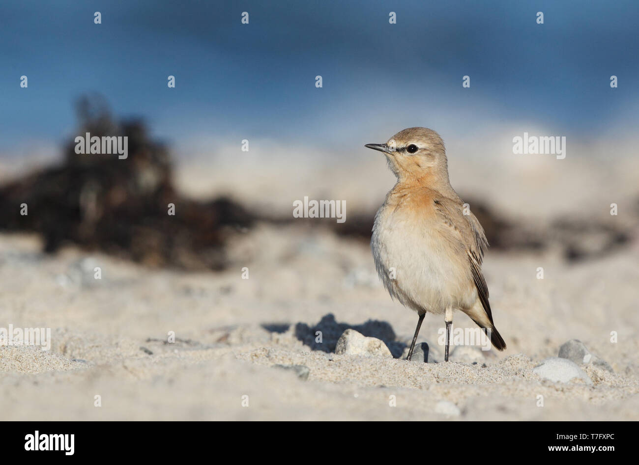 Isabelline Wheatear, Oenanthe isabellina (1stW) at the beach in ...
