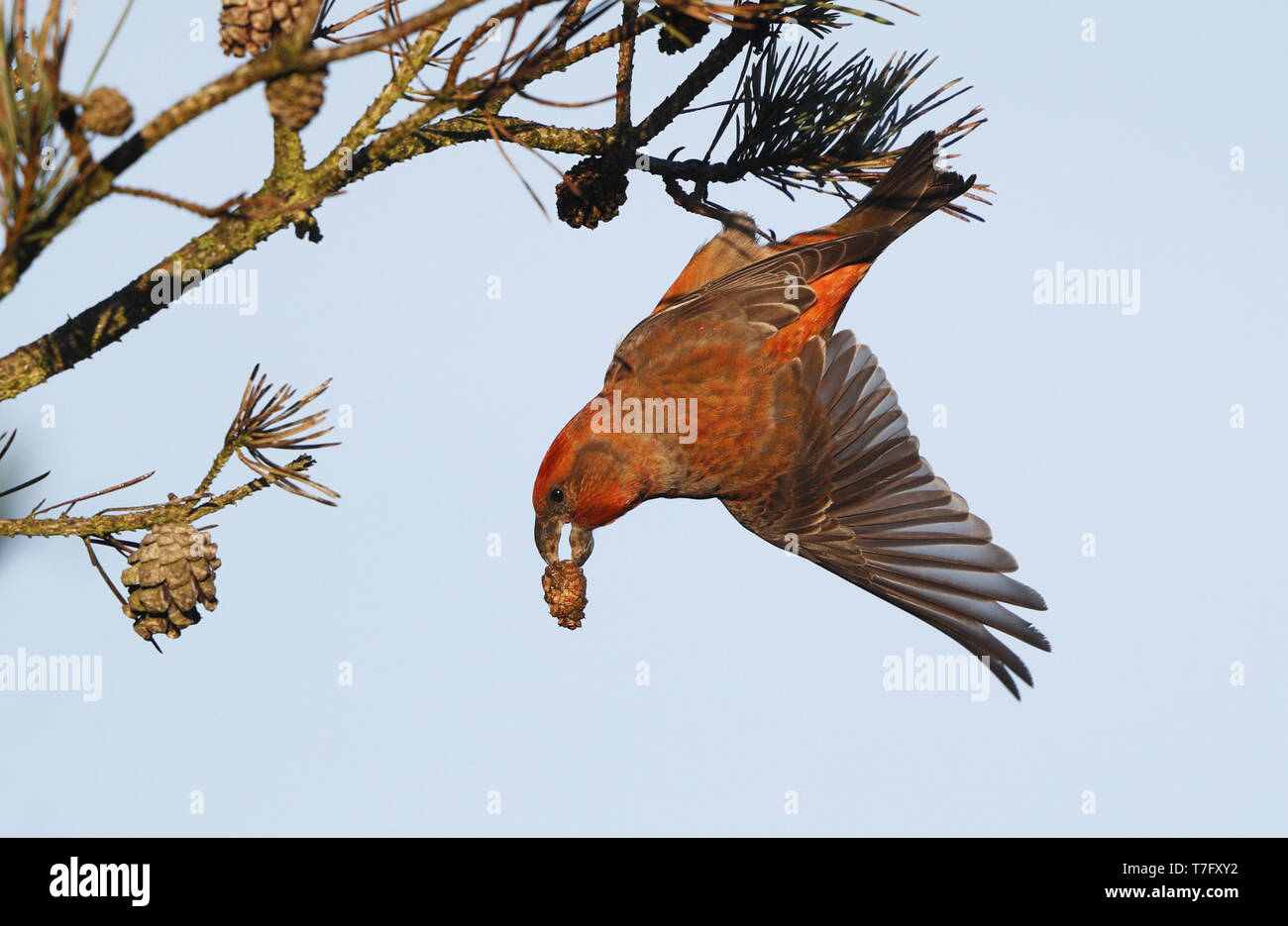 Parrot Crossbill, Loxia pytyopsittacus, male eating pine cones at ...