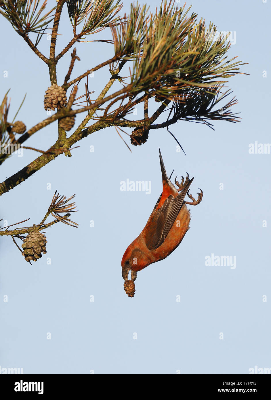 Parrot Crossbill, Loxia pytyopsittacus, male eating pine cones at ...