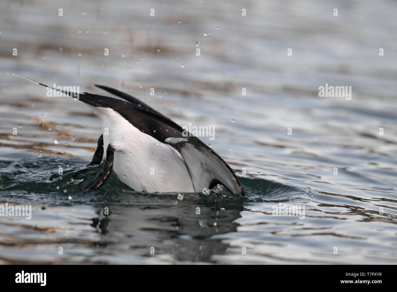 Species razorbill hi-res stock photography and images - Alamy