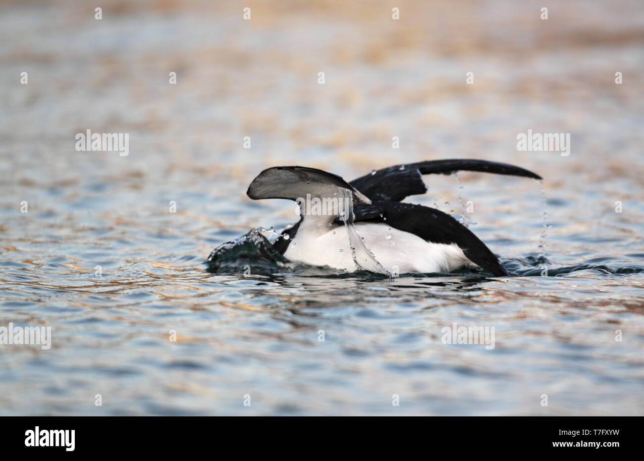 Razorbill (Alca torda) diving at Frederiksværk in Denmark Stock Photo ...