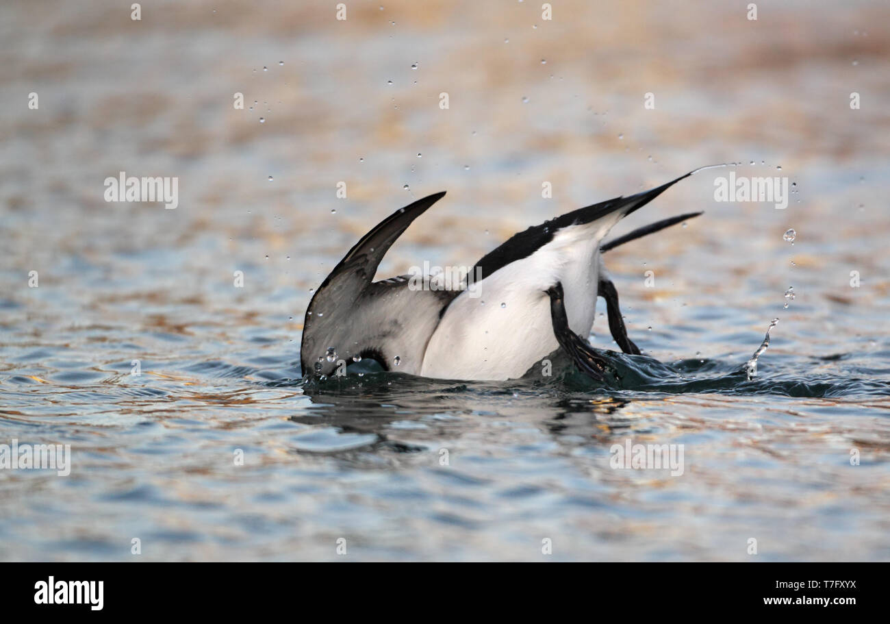 Razorbill (Alca torda) diving at Frederiksværk in Denmark Stock Photo ...