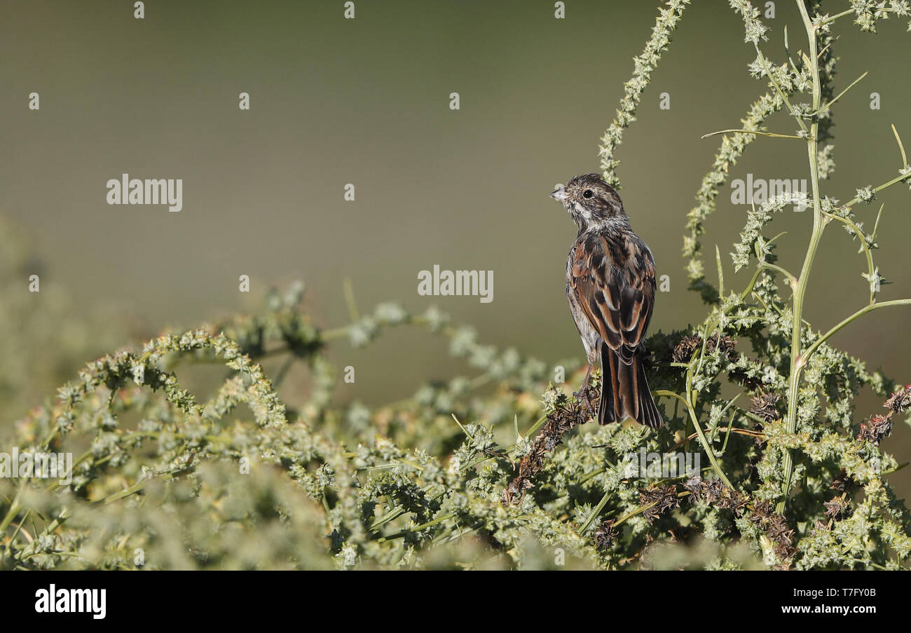 Common Reed Bunting (Emberiza schoeniclus), worn adult male seen on the ...