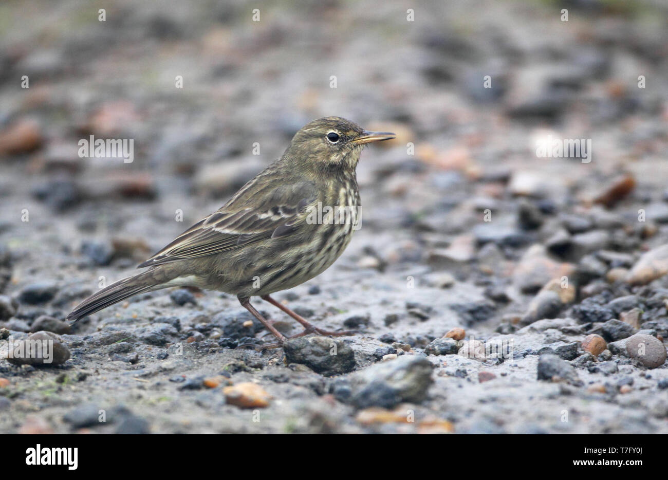 Rock Pipit, Anthus petrosus littoralis, at Mandø, Denmark Stock Photo ...