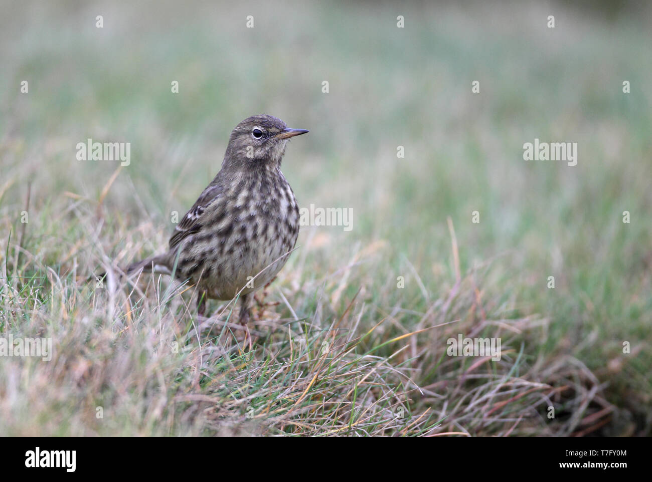 Rock Pipit, Anthus petrosus littoralis, at Mandø, Denmark Stock Photo ...