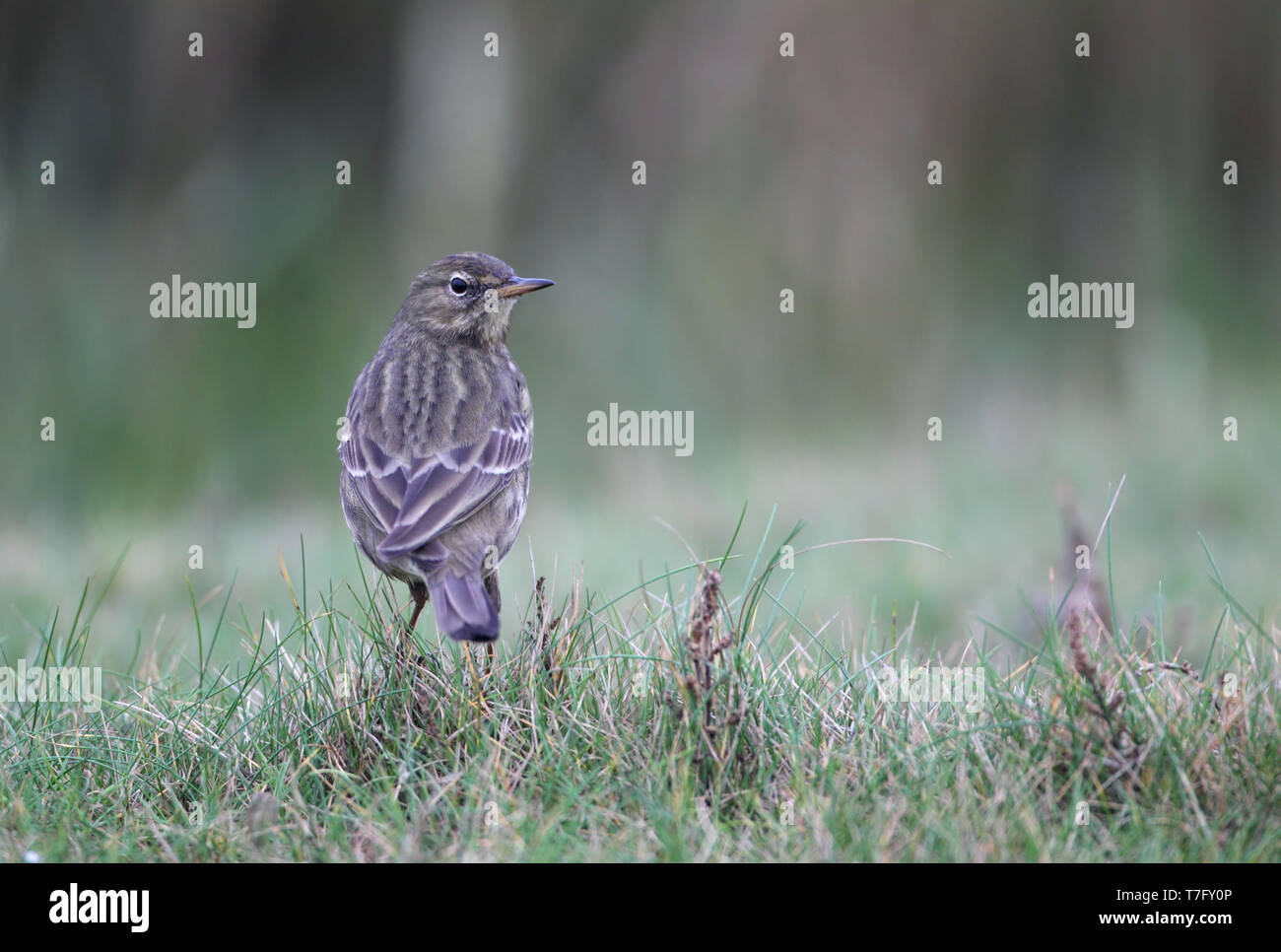 Rock Pipit, Anthus petrosus littoralis, at Mandø, Denmark Stock Photo ...