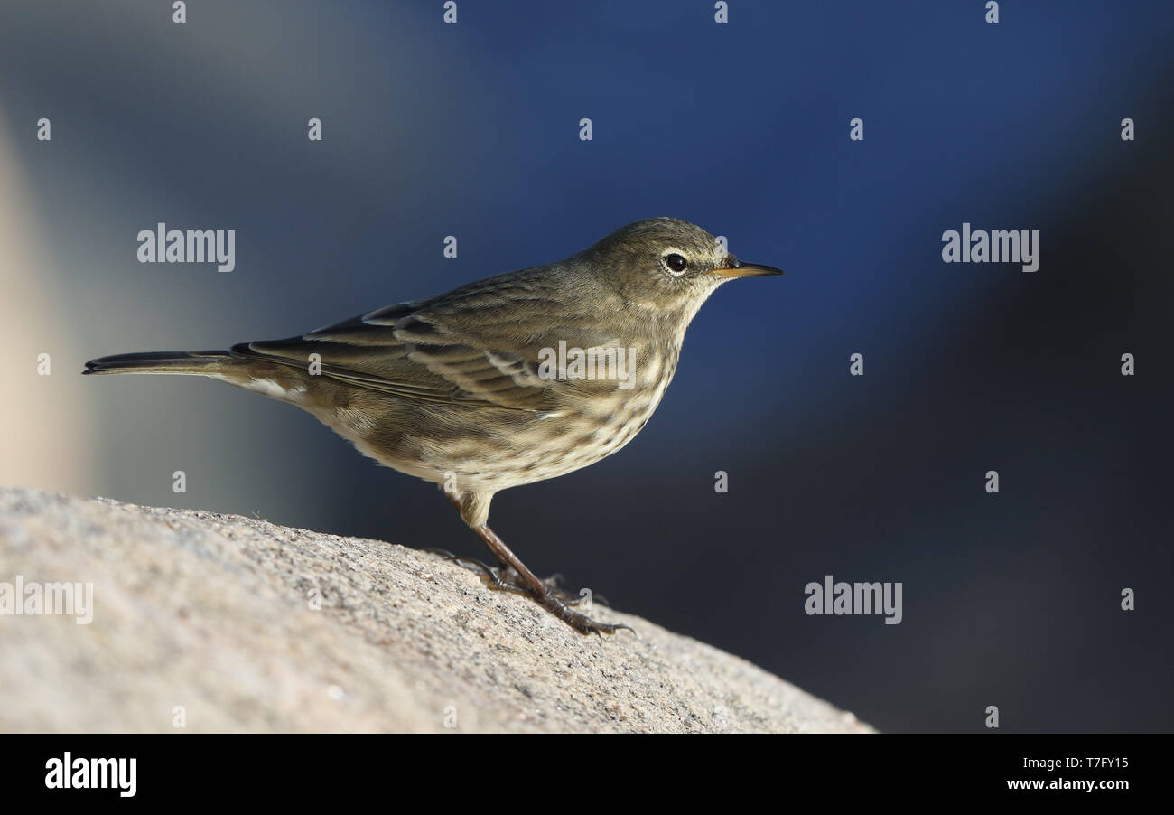 Anthus petrosus littoralis hi-res stock photography and images - Alamy