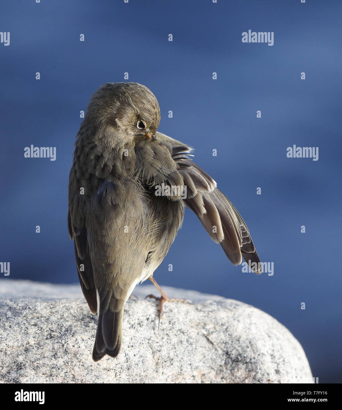 Rock Pipit, Anthus petrosus littoralis, preening at Helsingør, Denmark ...