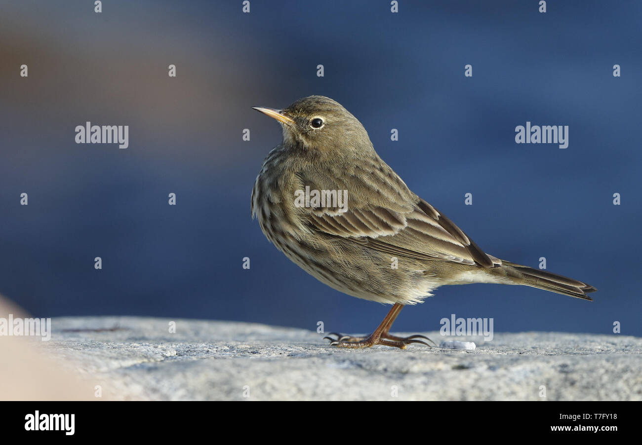 Rock Pipit, Anthus petrosus littoralis, at Helsingør, Denmark Stock ...
