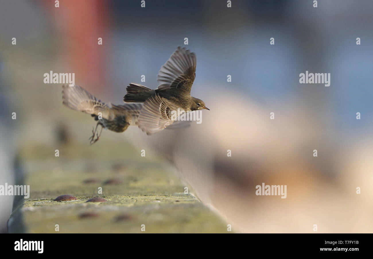 Two flighting Rock Pipits (Anthus petrosus littoralis) in flight at ...
