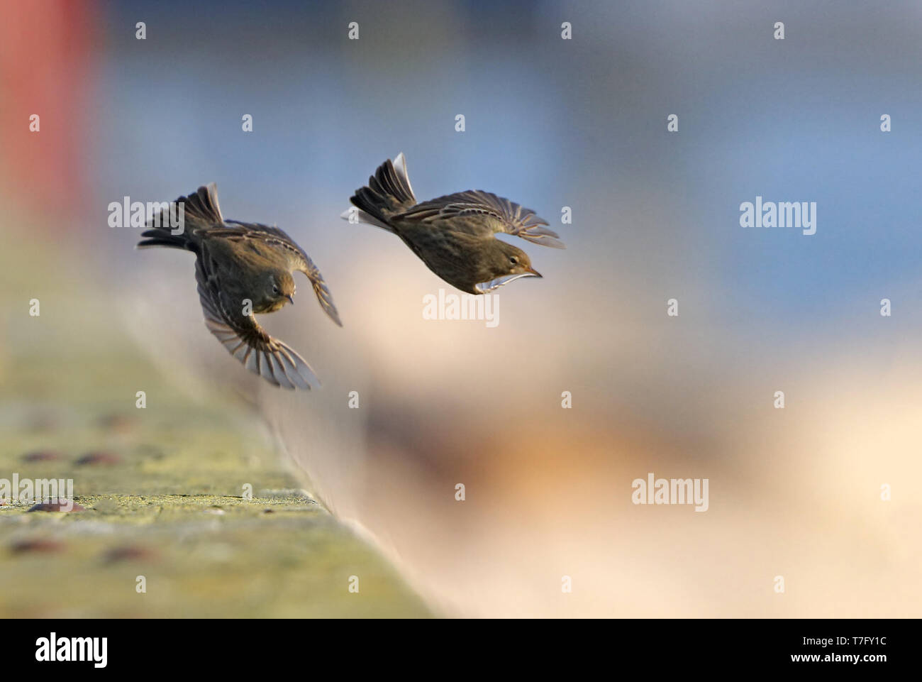Two flighting Rock Pipits (Anthus petrosus littoralis) in flight at ...