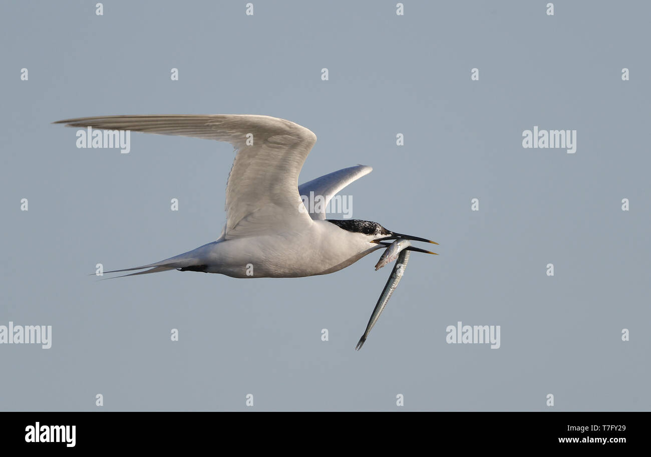Sandwich Tern, Sterna sandvicensis, adult flying with Sand Eel, at ...