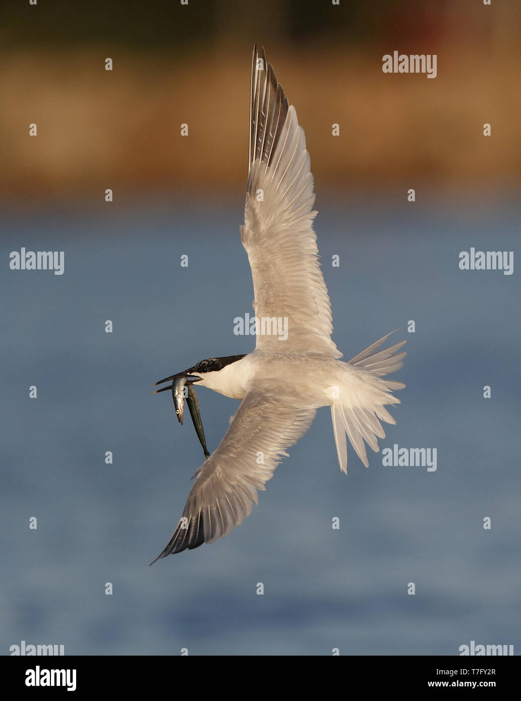 Sandwich Tern, Thalasseus sandvicensis, adult with fish at Brøndby ...