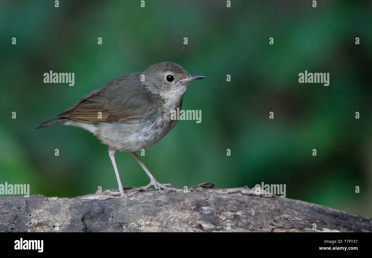 Siberian Blue Robin, Larvivora cyane cyane, female at Doi Angkang ...