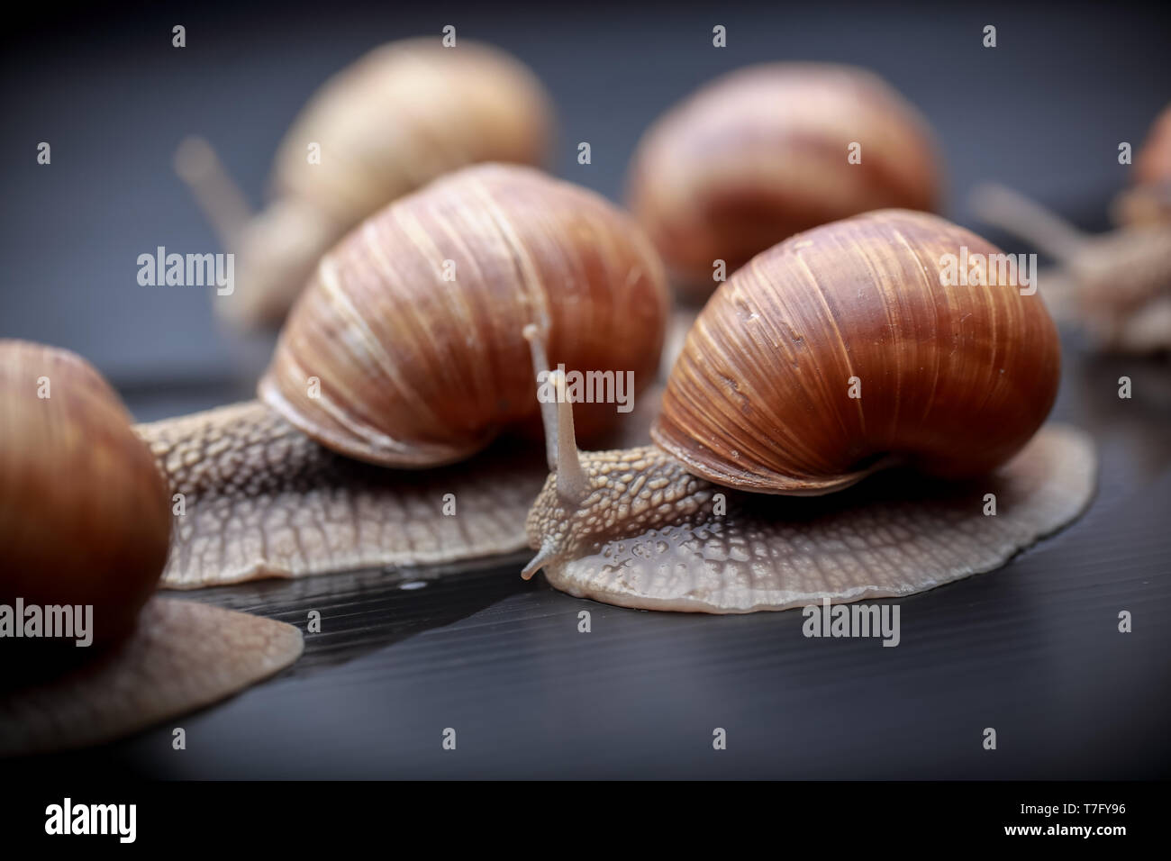 Wet snail hi-res stock photography and images - Alamy