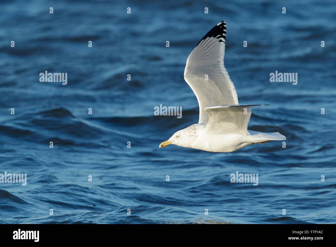 Adult American Herring Gull (Larus smithsonianus) in flight Ocean Co ...