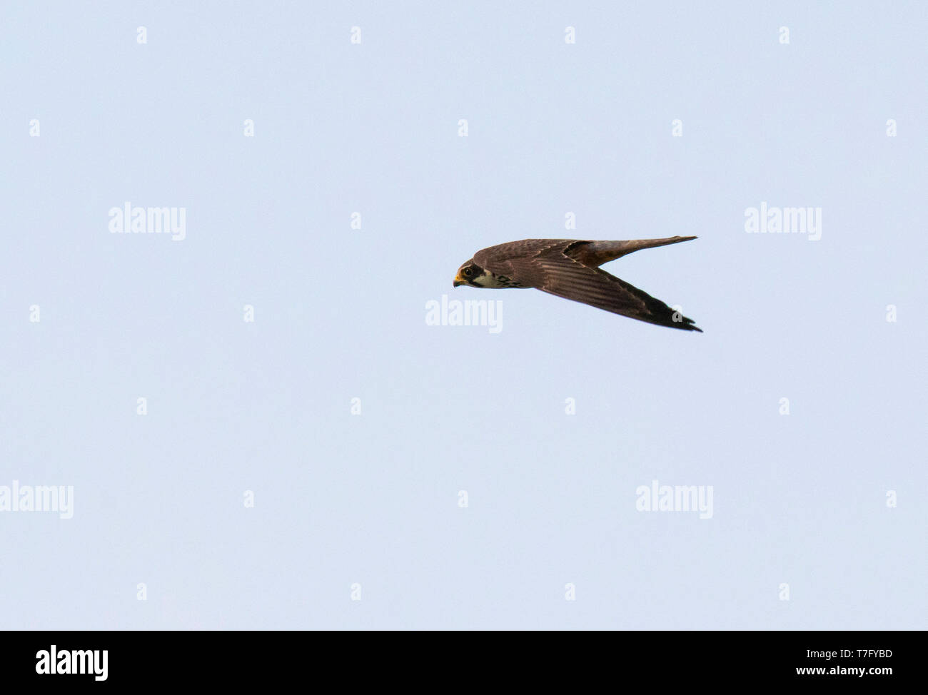 Second-year Eurasian Hobby (Falco subbuteo) in flight Stock Photo - Alamy