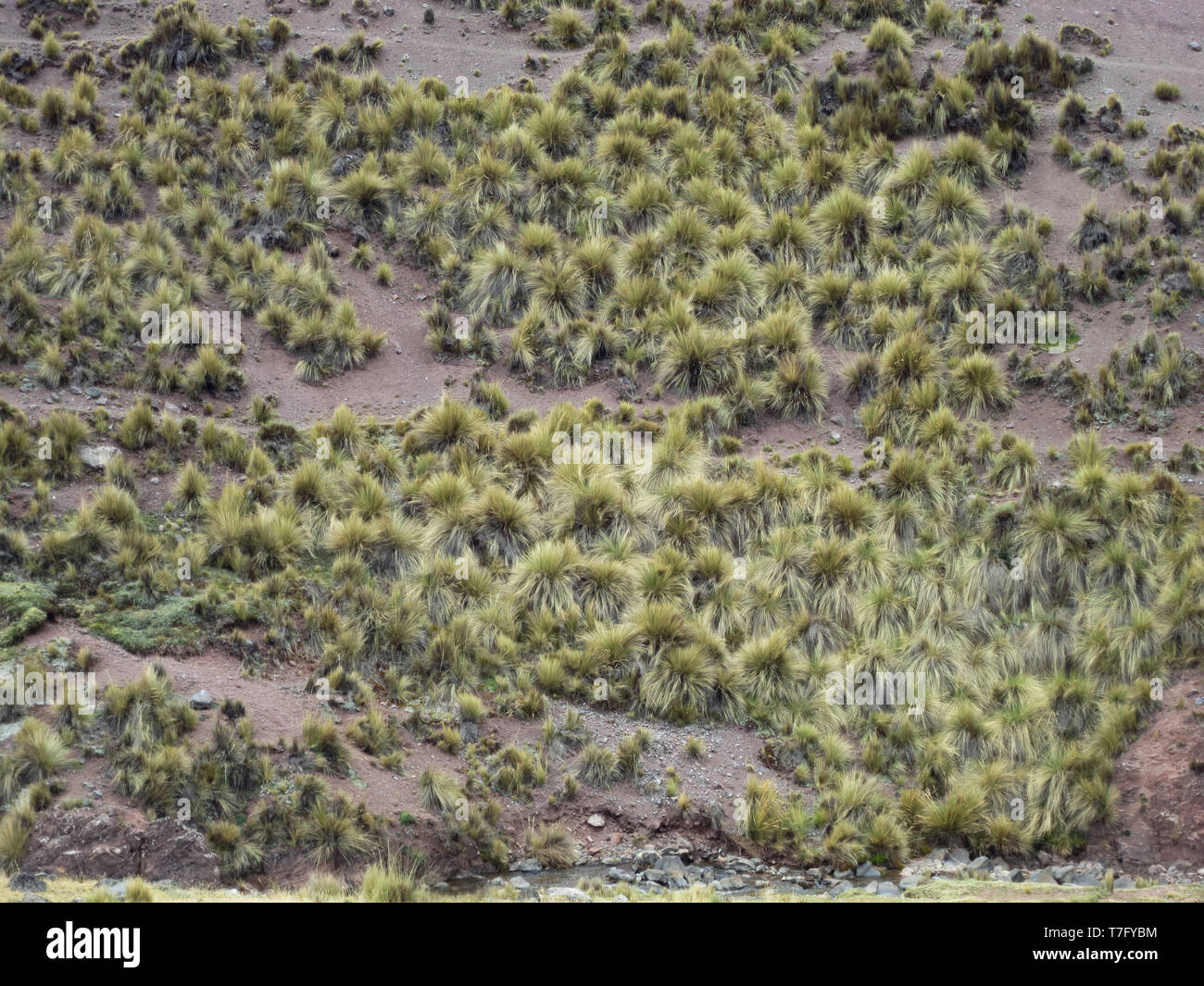 Tussock grass in the high western Andes in Peru Stock Photo - Alamy