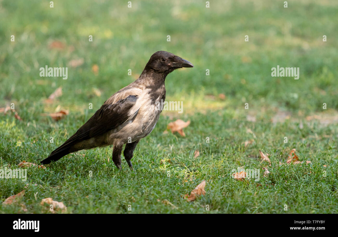 Juvenile Hooded crow (Corvus cornix) standing on grass field in park in ...