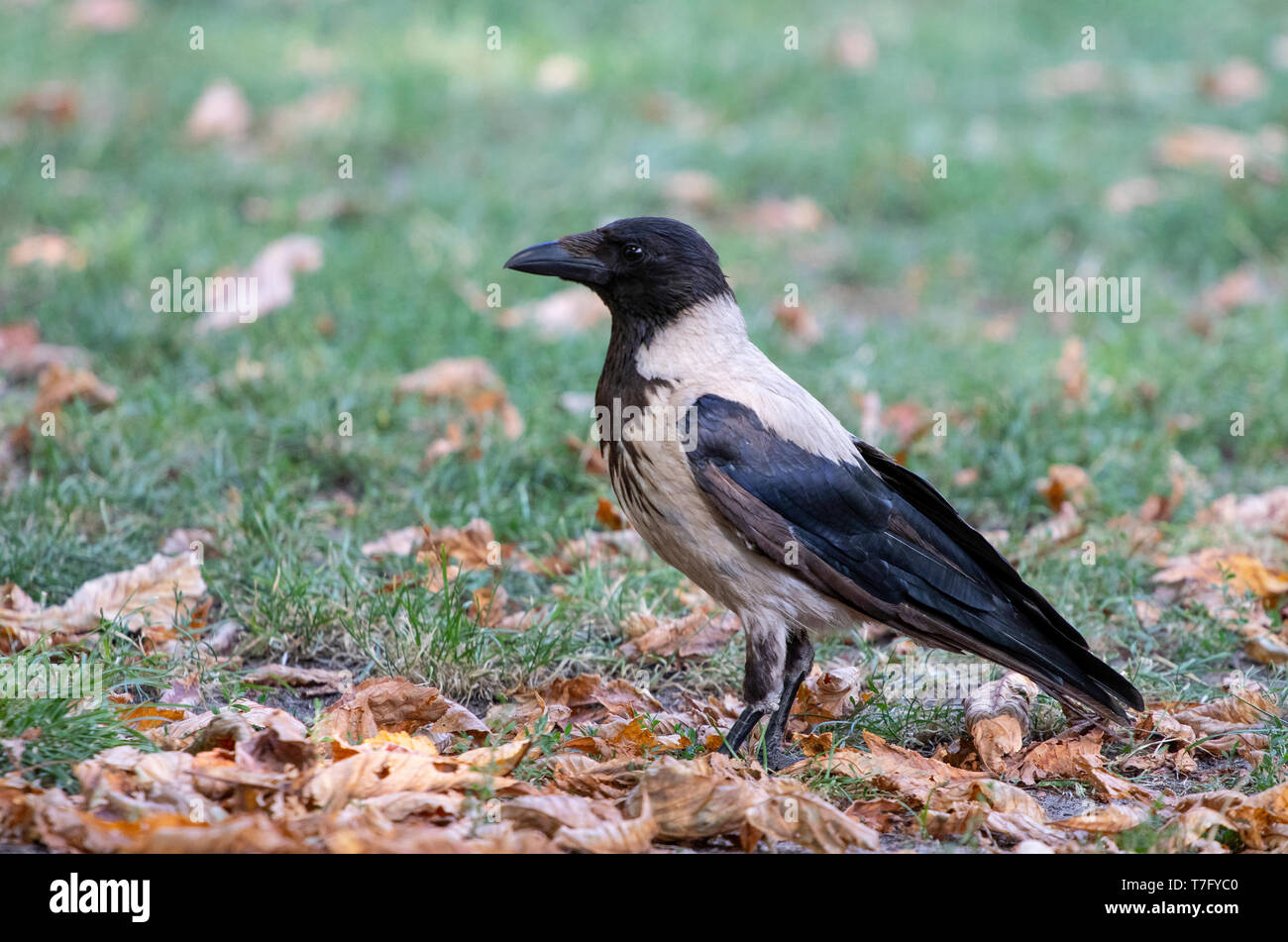 Second calendar year Hooded crow (Corvus cornix) in park downtown ...