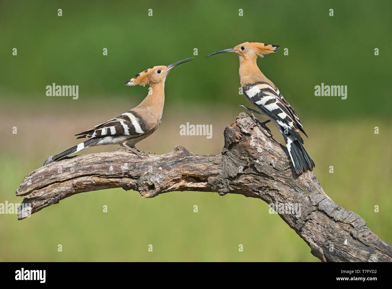 Upupa epops poupa bird hi-res stock photography and images - Alamy