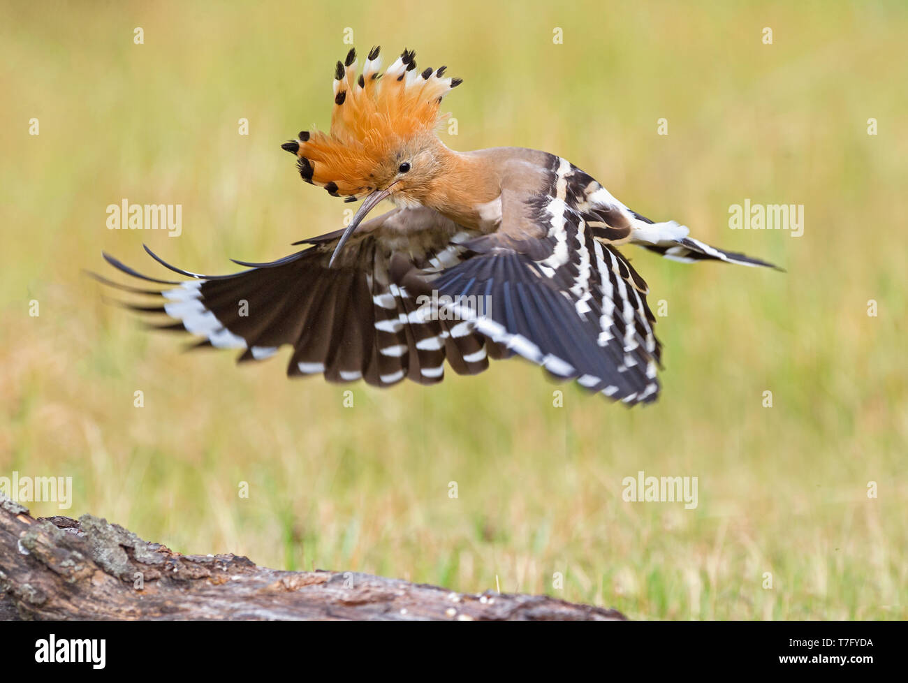 Upupa epops poupa bird hi-res stock photography and images - Alamy