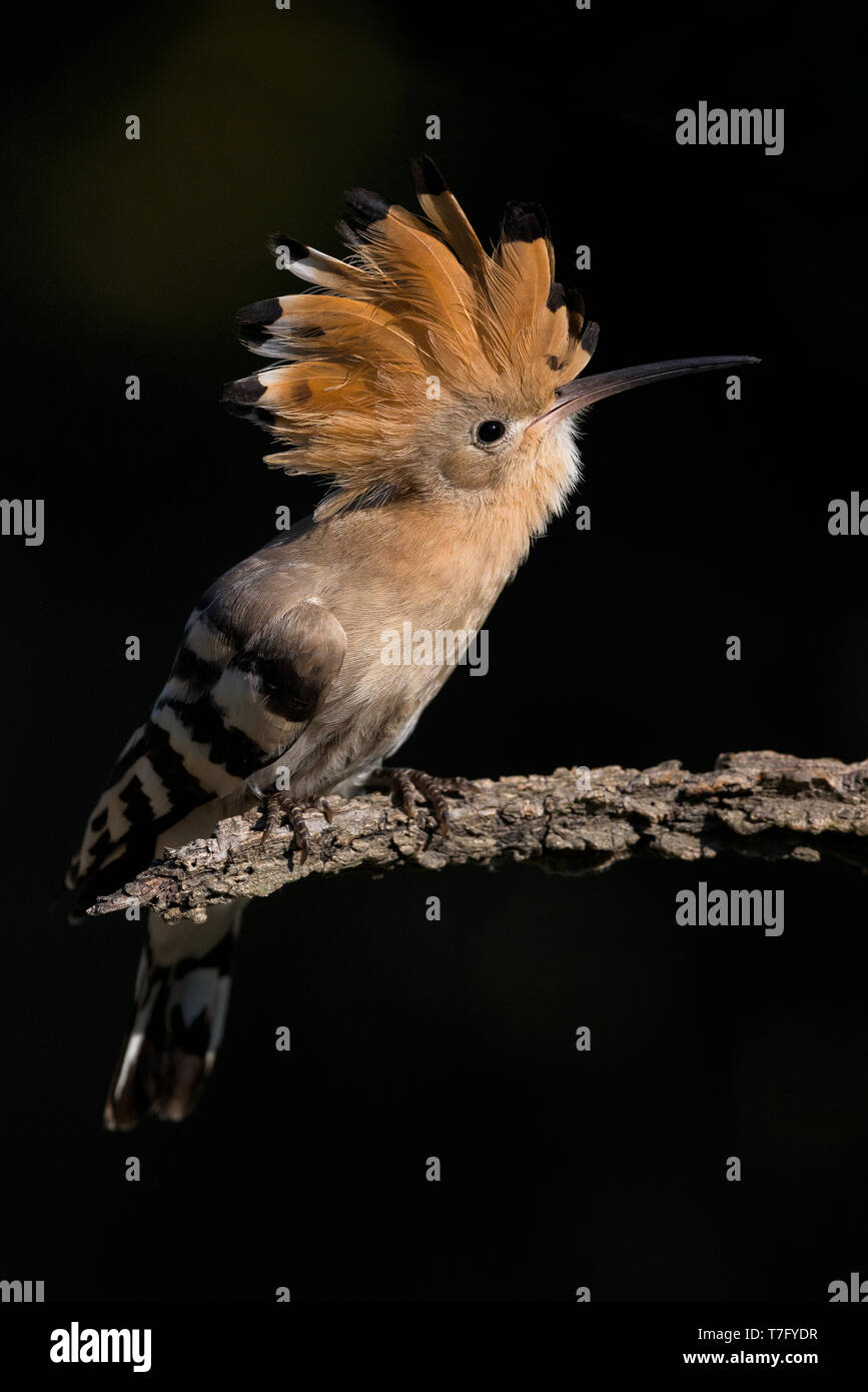 Eurasian Hoopoe (Upupa epops) in Italy Stock Photo - Alamy