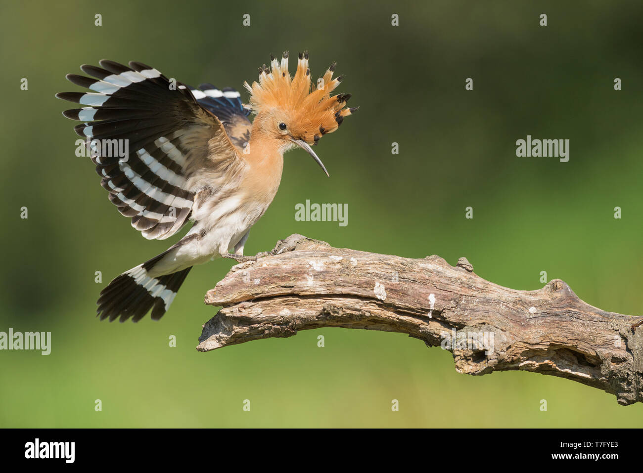 Eurasian Hoopoe (Upupa epops) in Italy Stock Photo - Alamy