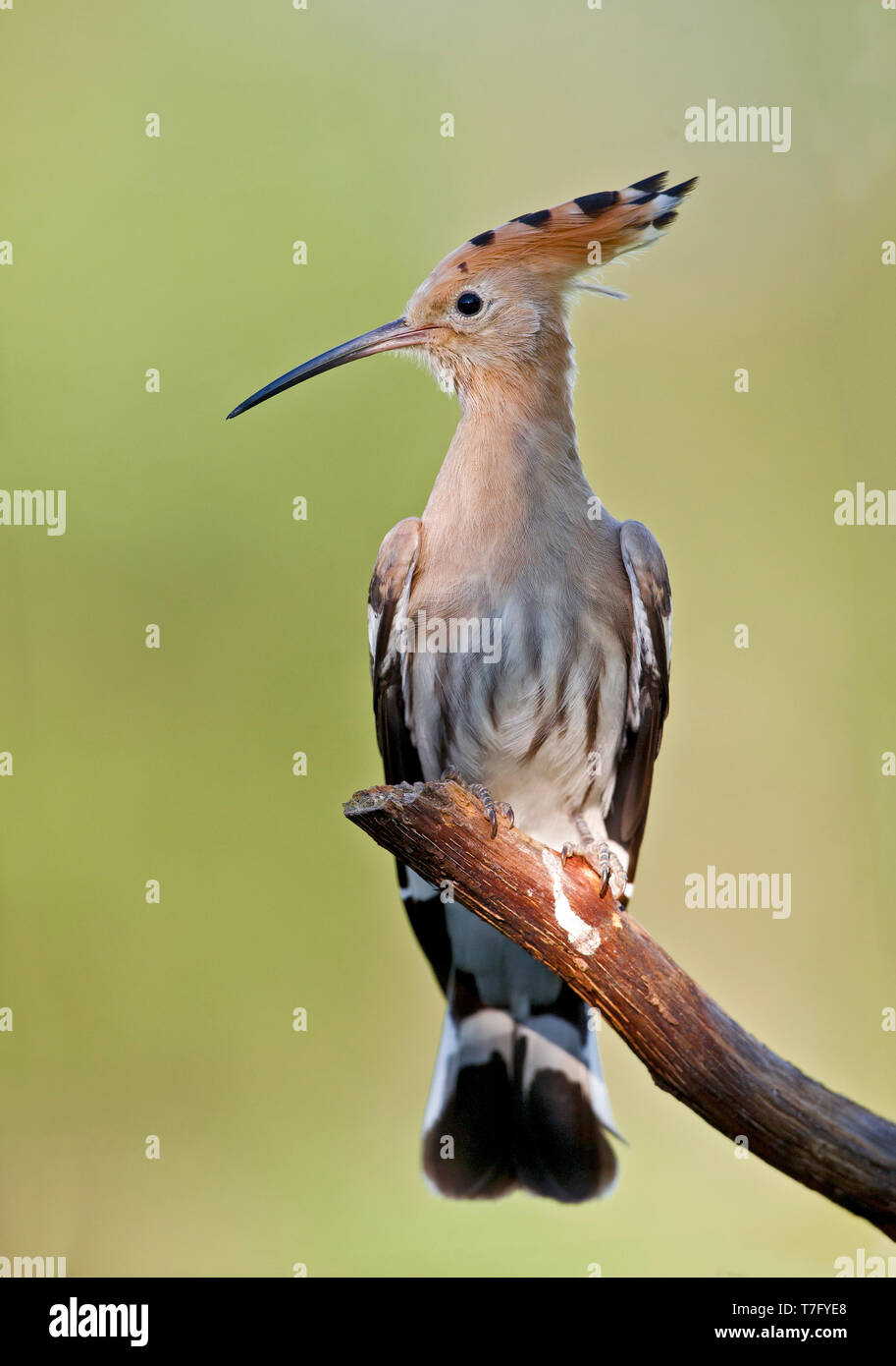 Upupa epops poupa bird hi-res stock photography and images - Alamy
