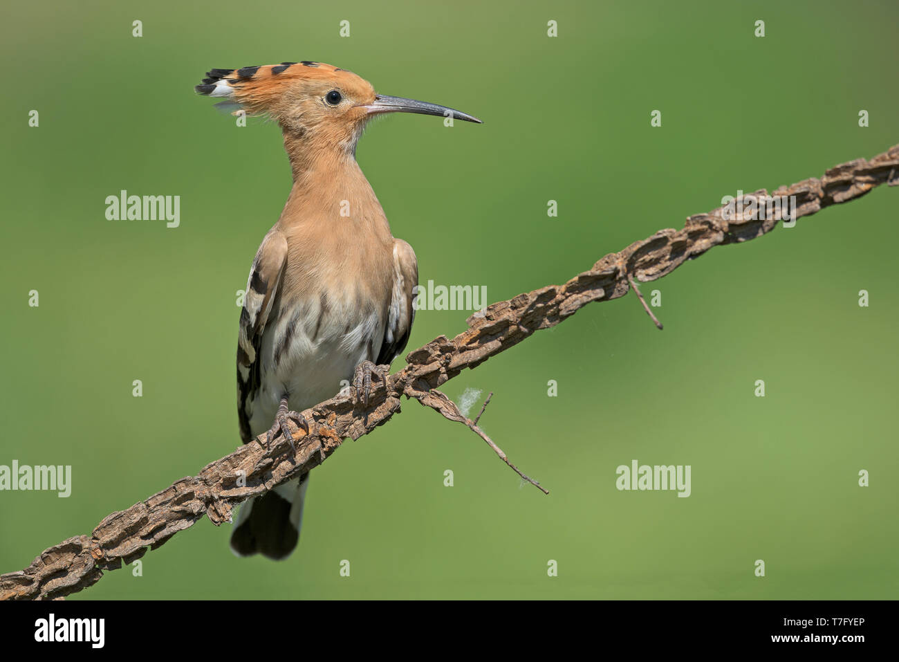 Upupa epops poupa bird hi-res stock photography and images - Alamy