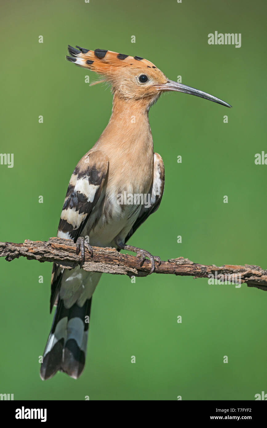 Upupa epops poupa bird hi-res stock photography and images - Alamy