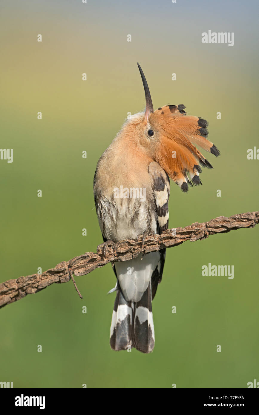 Eurasian Hoopoe (Upupa epops) in Italy Stock Photo - Alamy
