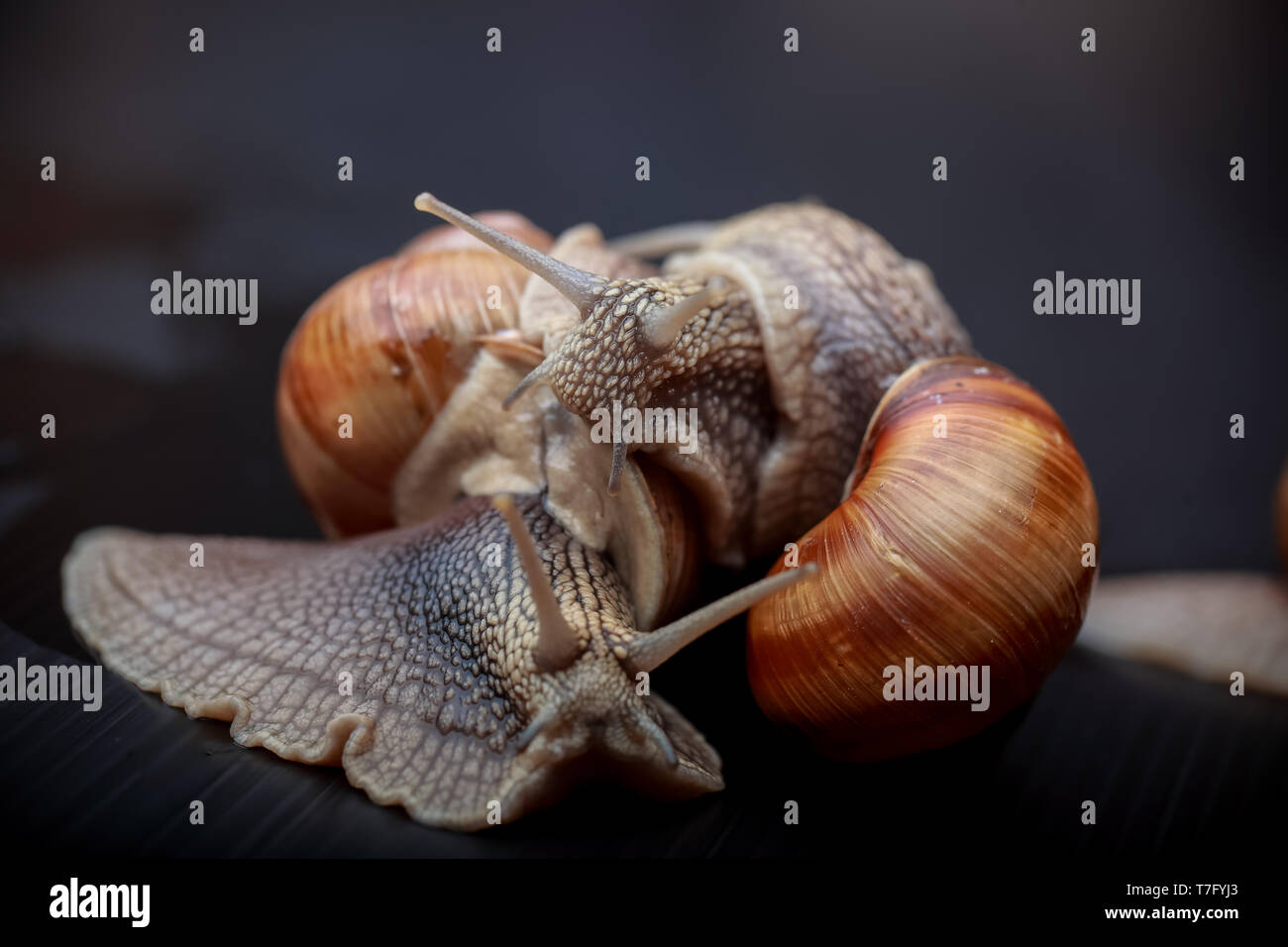 several big snails crawling one on one in the studio Stock Photo - Alamy