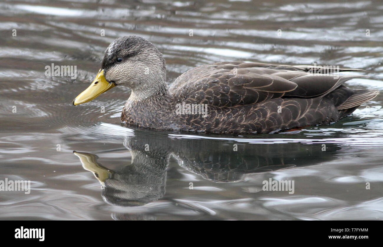 American Black Duck (Anas rubripes) swimming in an urban lake in winter ...