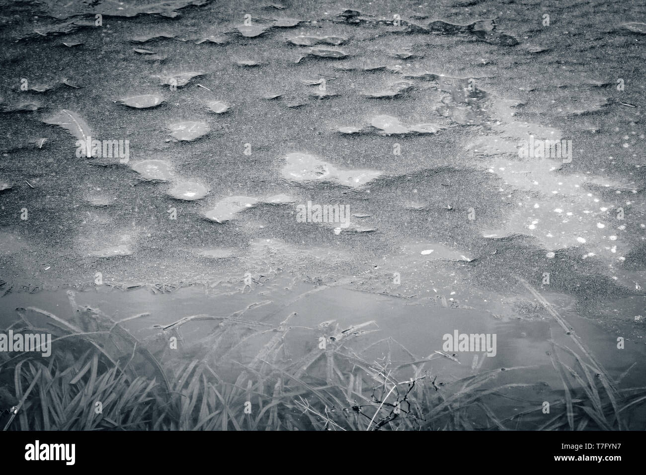 Surface of pond covered with melting ice. Last spring ice texture with ...