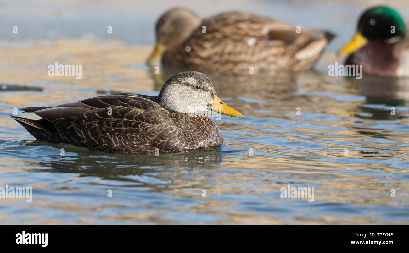 American Black Duck (Anas rubripes) swimming in an urban lake in winter ...