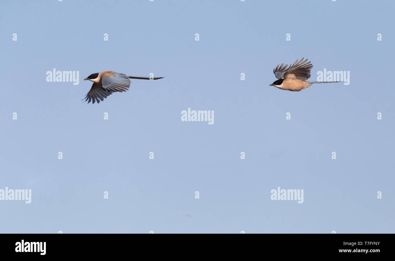 Two Iberian Magpie’s (Cyanopica cooki) in flight, a species from the ...