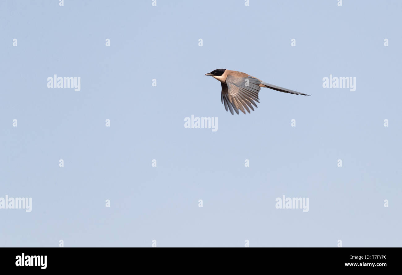 Flying Iberian Magpie (Cyanopica cooki), a species from the Iberian ...