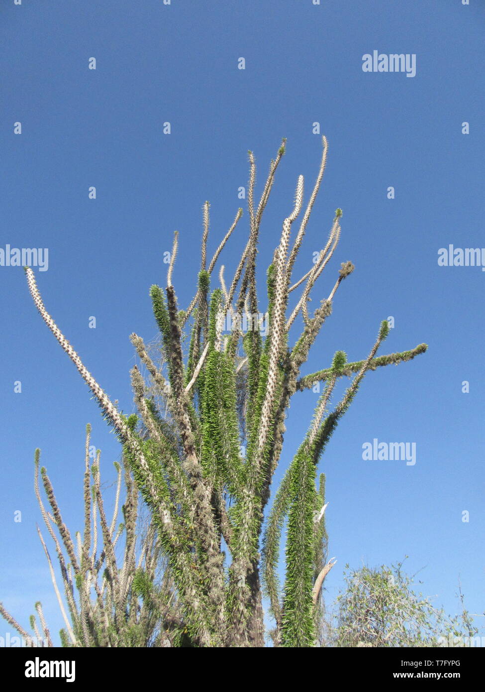 Spiny tree in spiny forest, Ifaty, westt coast of Madagascar Stock ...