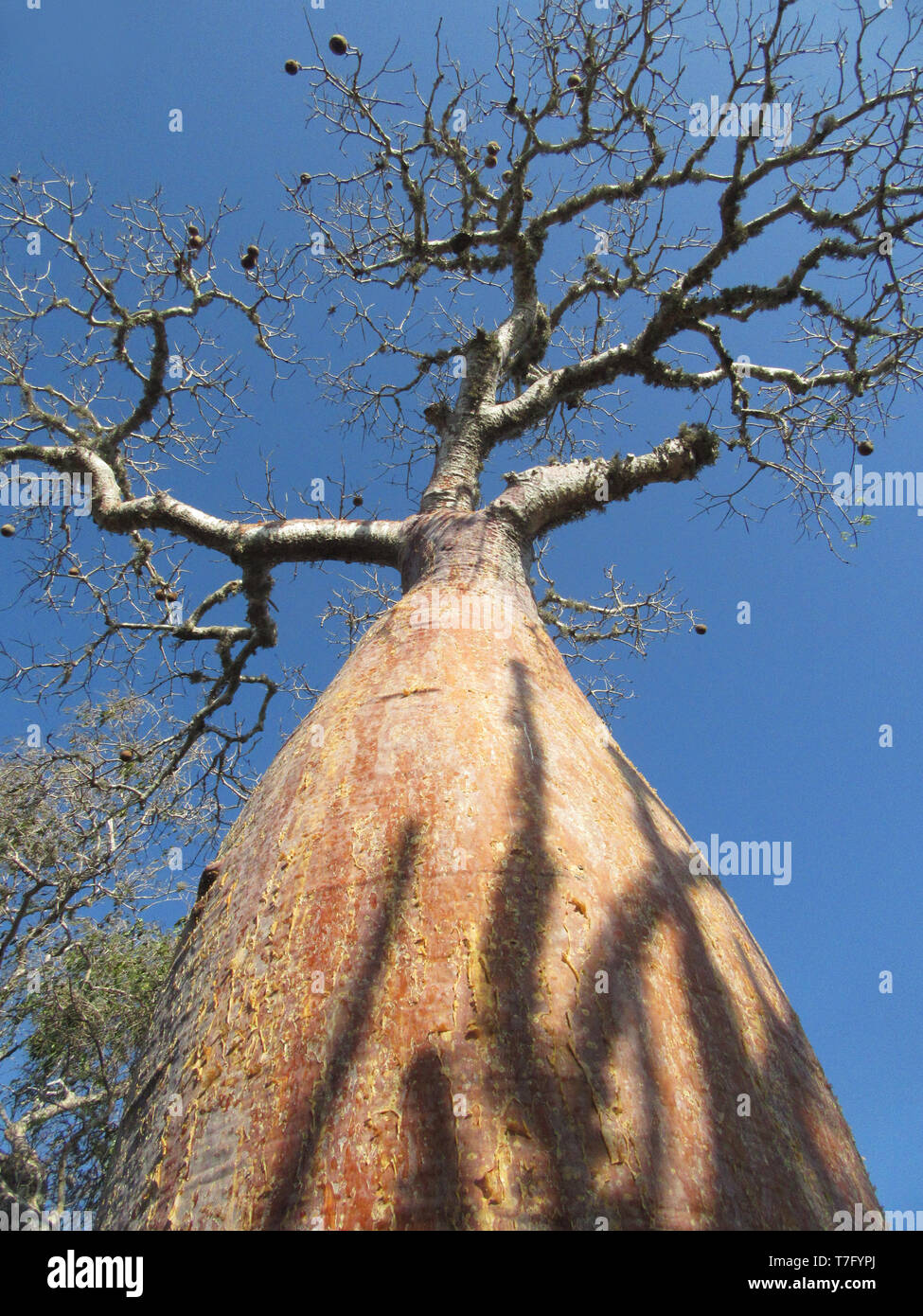Huge baobab tree in spiny forest, Ifaty, west coast of Madagascar Stock ...