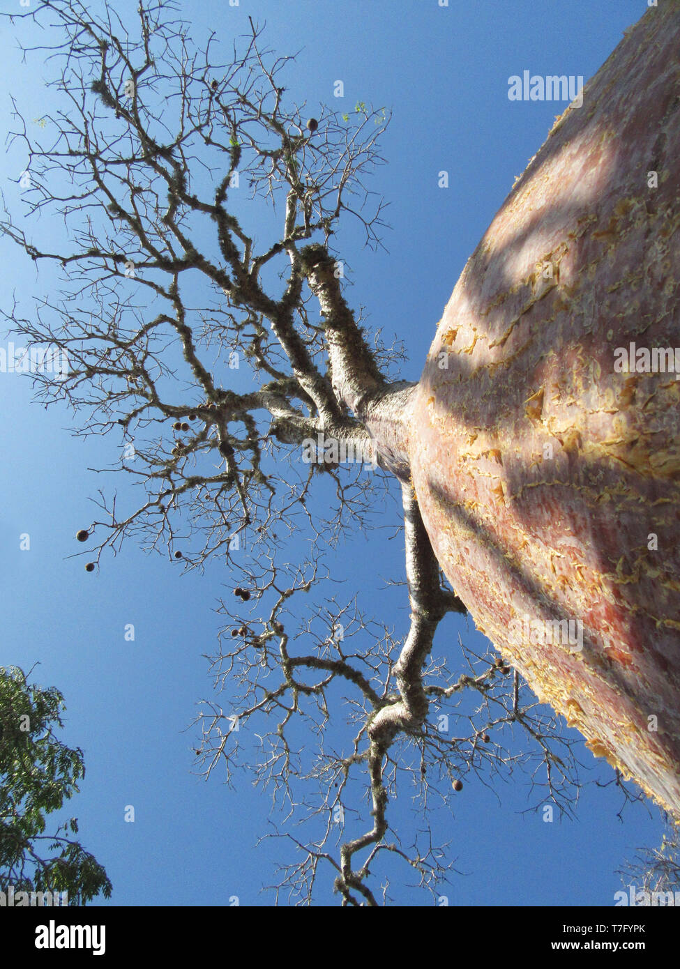 Huge baobab tree in spiny forest, Ifaty, west coast of Madagascar Stock ...