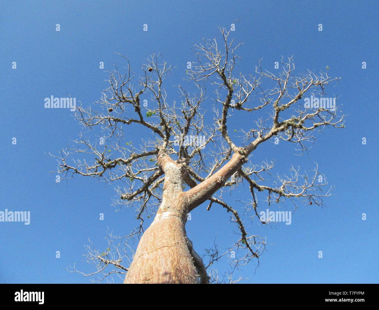 Towering baobab tree hi-res stock photography and images - Alamy