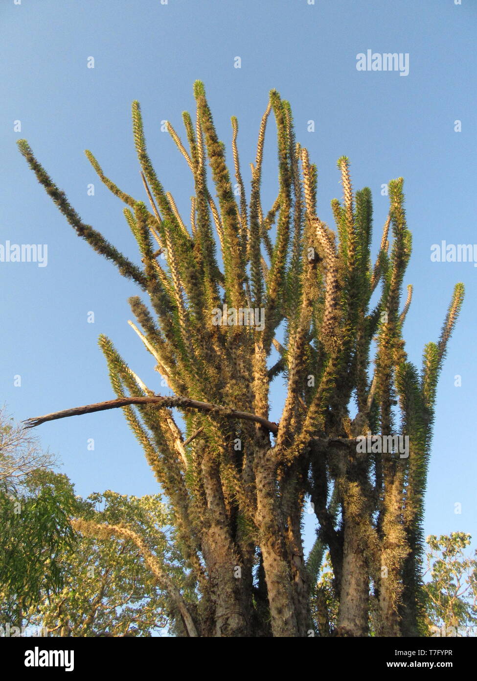 Spiny trees in Spiny forest, Ifaty, west coast of Madagascar Stock ...