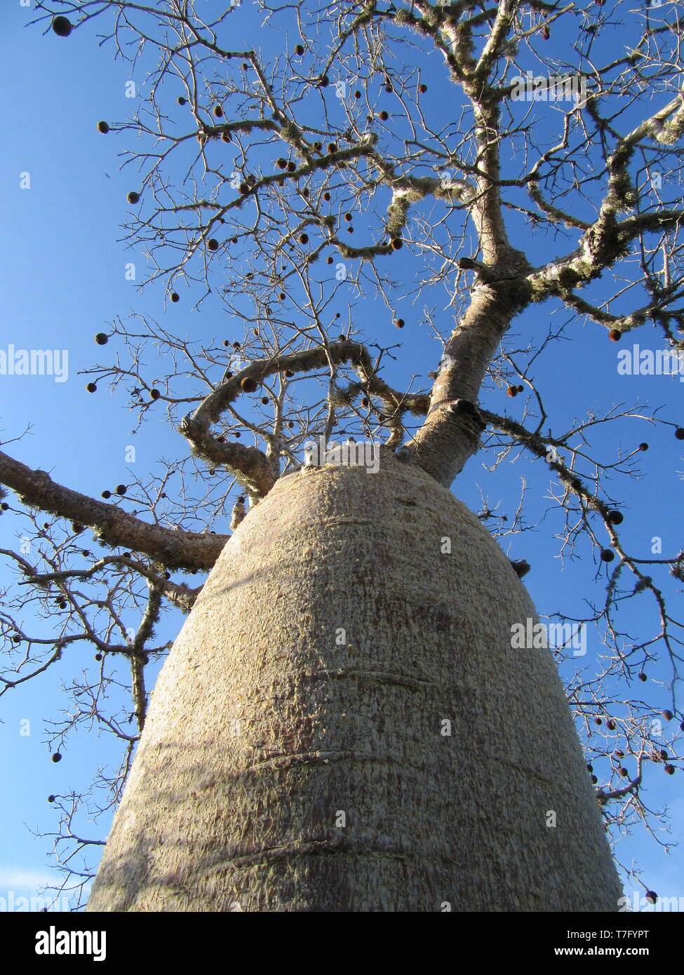 Huge baobab tree in spiny forest, Ifaty, west coast of Madagascar Stock ...